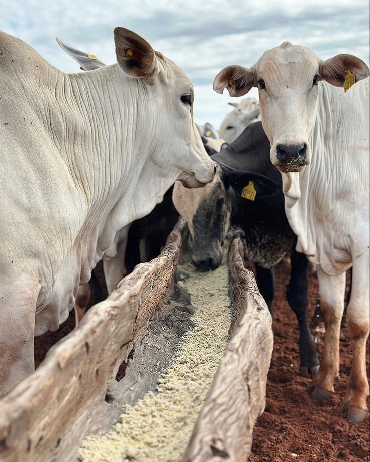 AGRI-SN / Agri Sn – Agri Sn